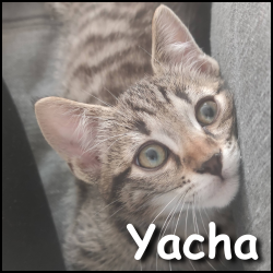 adopter un chat - CROC BLANC